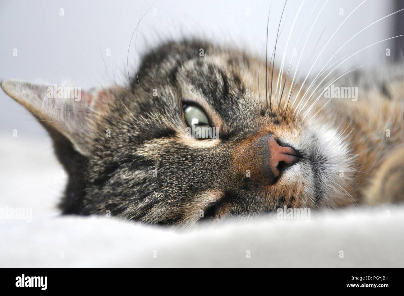 Zoomed Cat High Resolution Stock Photography and Images - Alamy