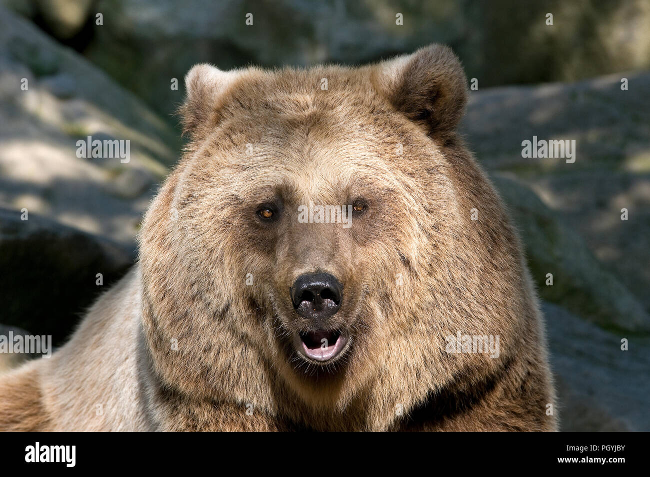 Brown Bear (Ursus arctos) - Portrait Stock Photo - Alamy