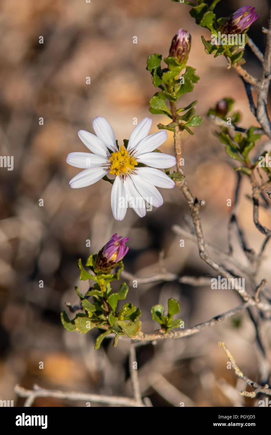 Olearia muelleri, Goldfields Daisy Stock Photo - Alamy