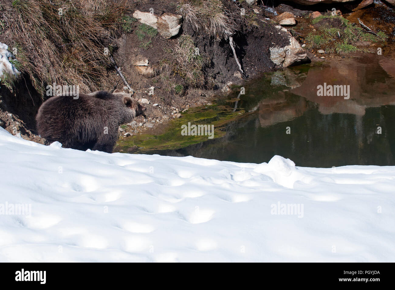 Brown bear end of winter (Ursus arctos), Pyrenean Stock Photo - Alamy