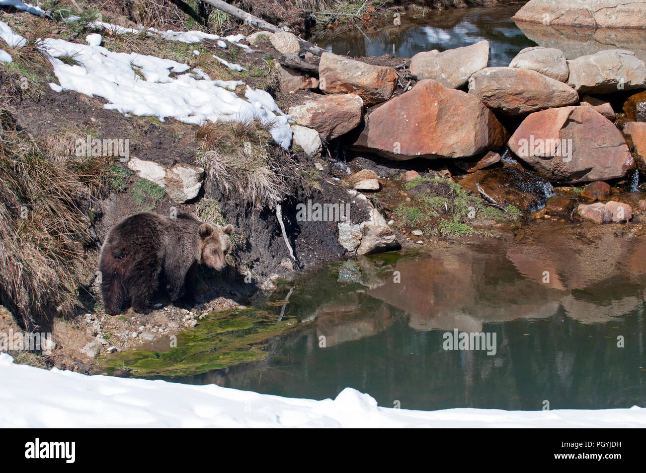 Pyrenean brown bear hi-res stock photography and images - Alamy