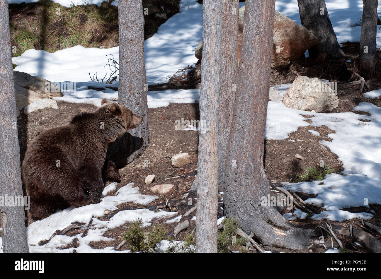 Pyrenean brown bear hi-res stock photography and images - Alamy