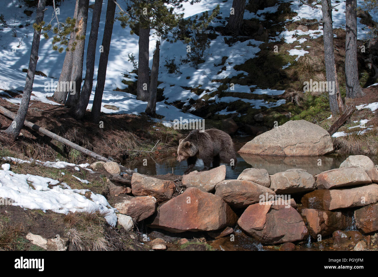 Pyrenean brown bear hi-res stock photography and images - Alamy