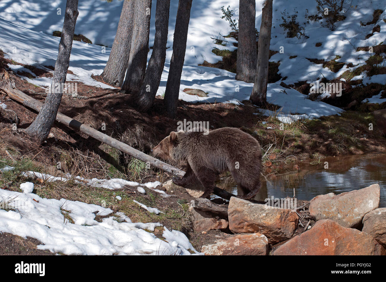Brown bear end of winter (Ursus arctos), Pyrenean Stock Photo - Alamy