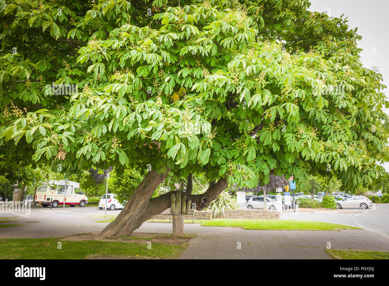 The locally famous Wonky Conker tree with artistic supporting carved ...