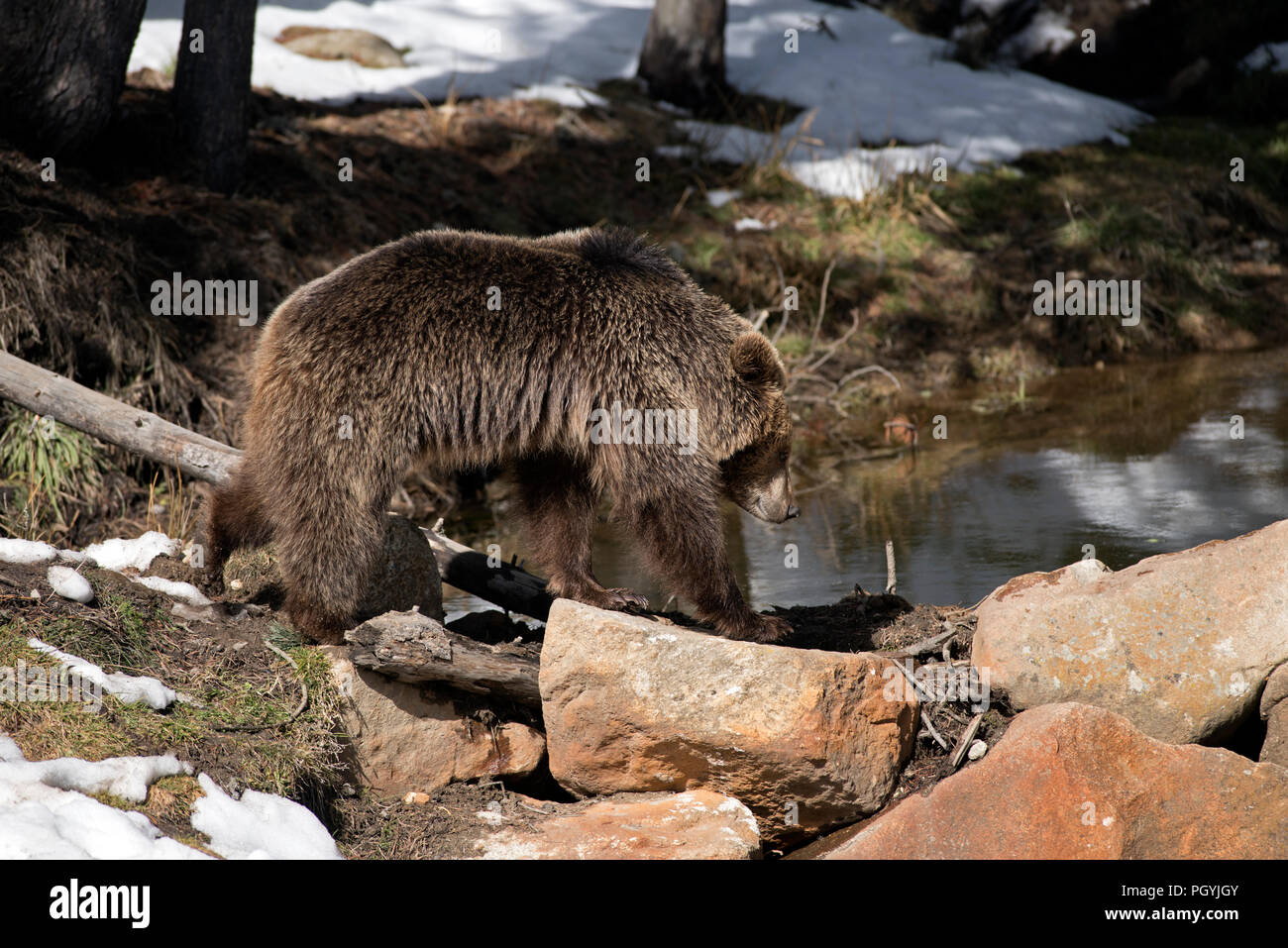 Pyrenean brown bear hi-res stock photography and images - Alamy