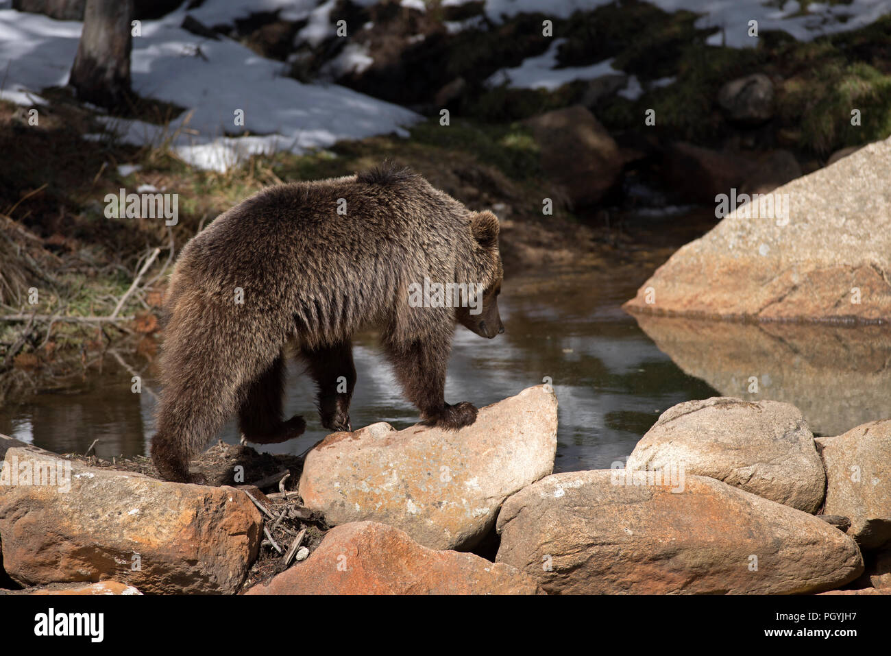 Brown bear end of winter (Ursus arctos), Pyrenean Stock Photo - Alamy