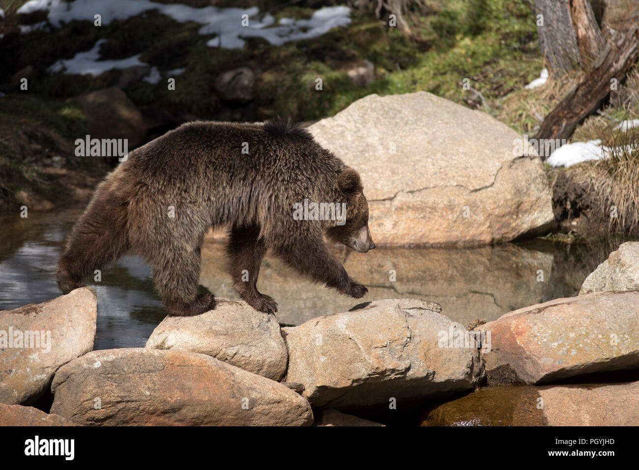 Brown bear end of winter (Ursus arctos), Pyrenean Stock Photo - Alamy