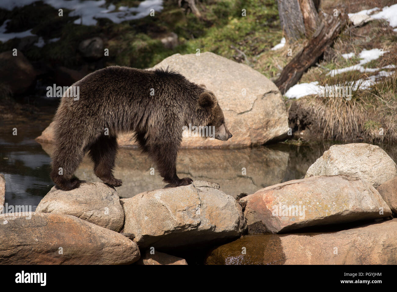 Pyrenean brown bear hi-res stock photography and images - Alamy