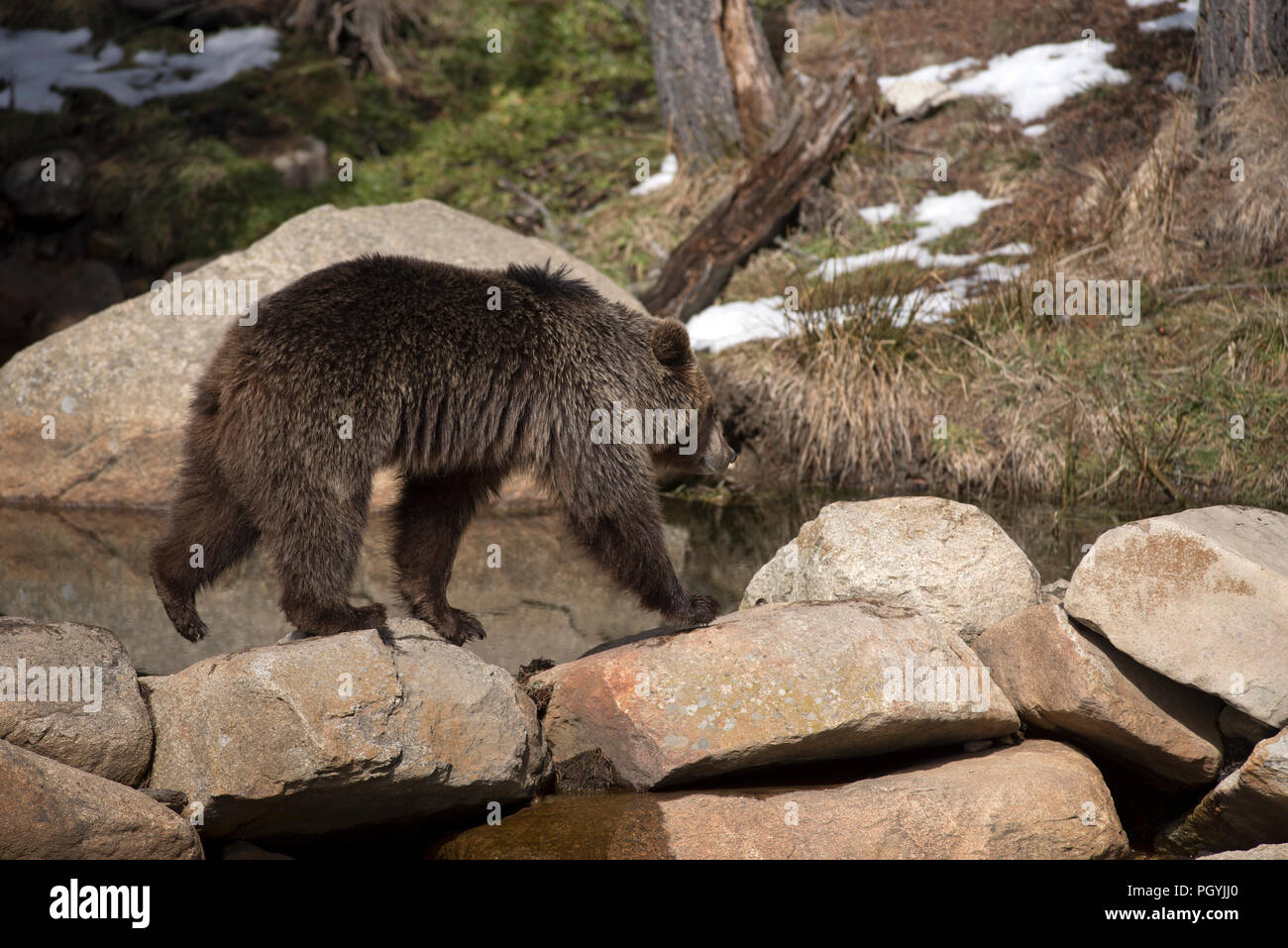 Brown bear end of winter (Ursus arctos), Pyrenean Stock Photo - Alamy