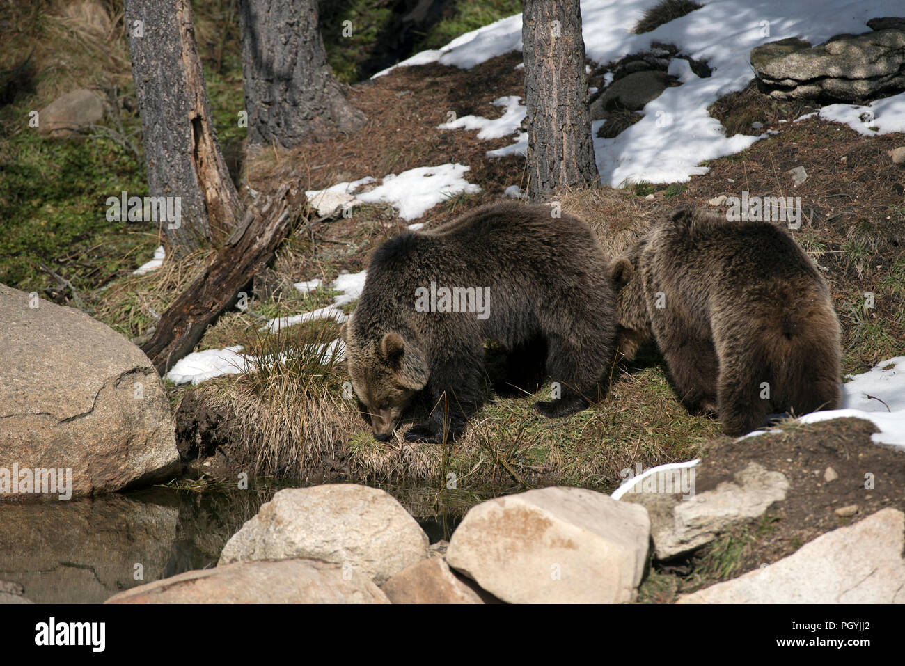 Pyrenean brown bear ursus arctos hi-res stock photography and images ...