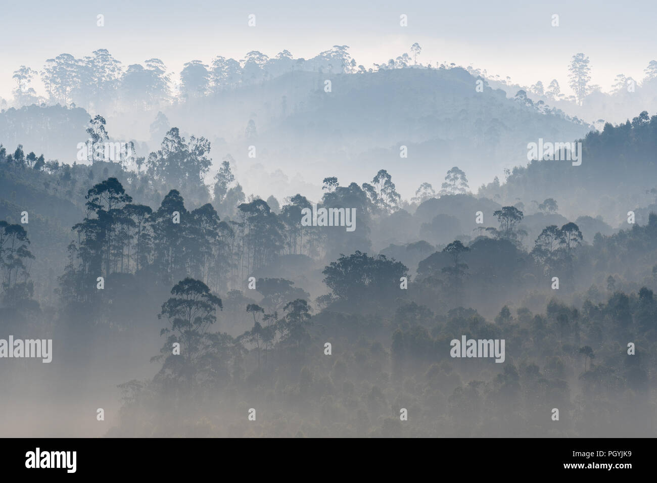 Morning mist rising over forests of the Western Ghats, India Stock ...