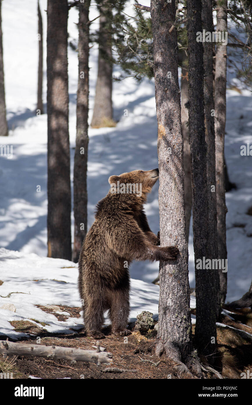 Brown bear in the snow, end of winter (Urrsus arctos), Pyrenees Stock ...