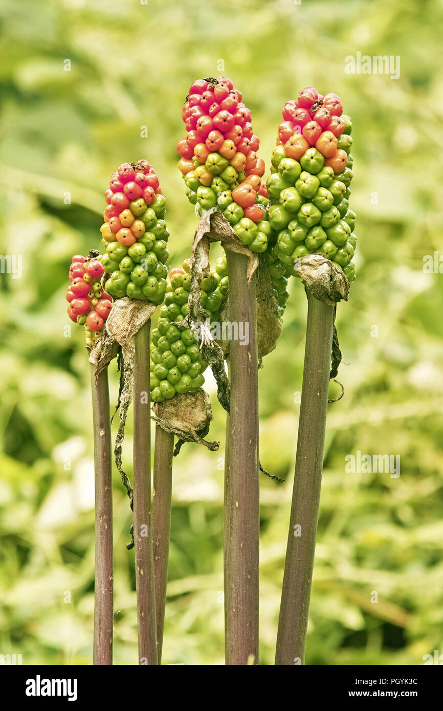 Italian arum plant hi-res stock photography and images - Alamy