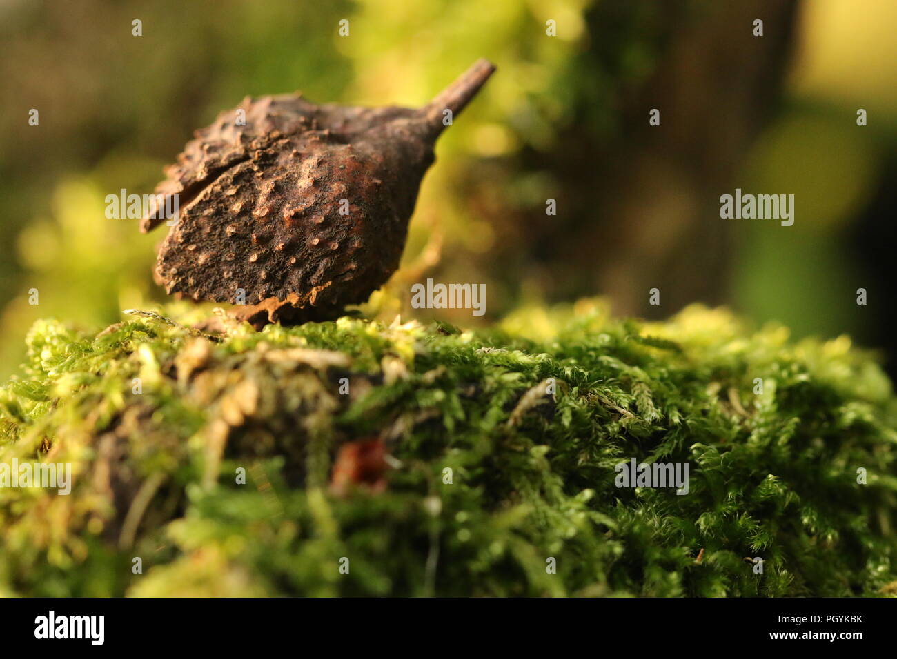 seed casing on star moss Stock Photo - Alamy