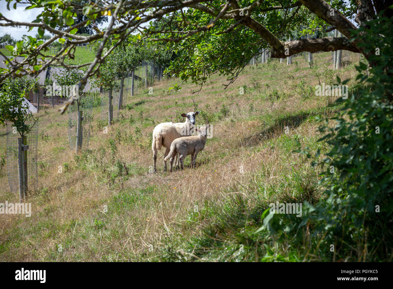 copse, wood, thicket, coppice, group of trees Stock Photo - Alamy