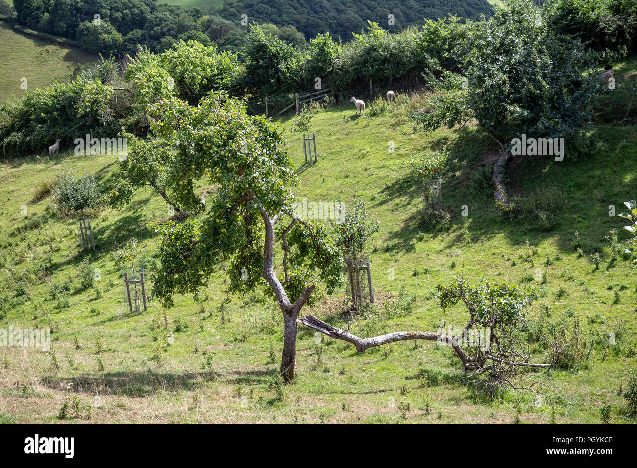 copse, wood, thicket, coppice, group of trees,Apple - Fruit, Apple ...