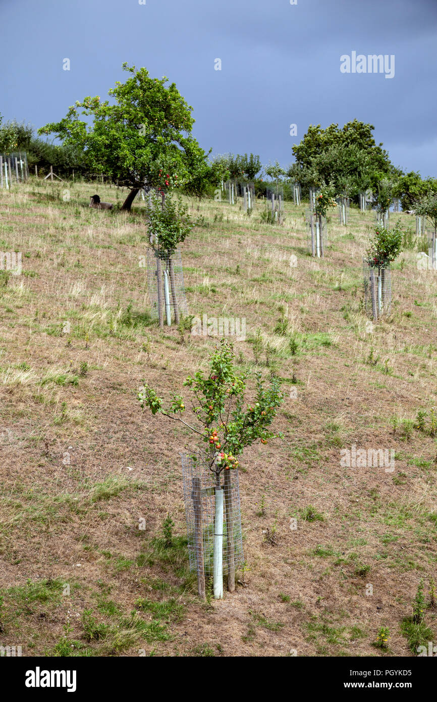 copse, wood, thicket, coppice, group of trees Stock Photo - Alamy