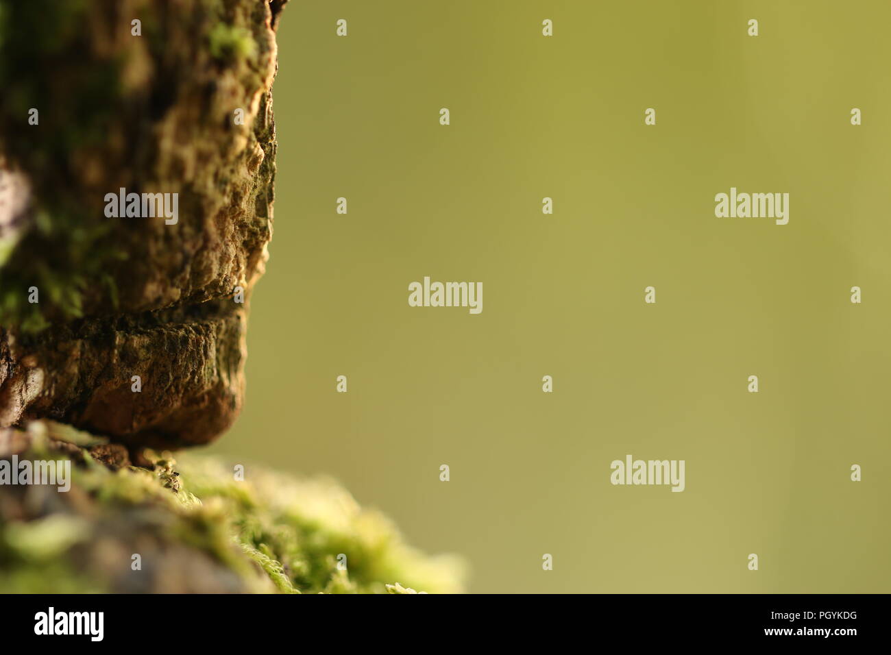 moss on dead tree bark Stock Photo - Alamy