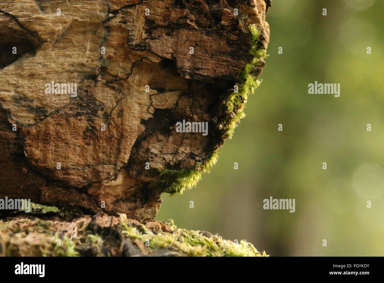 moss on dead tree bark Stock Photo - Alamy
