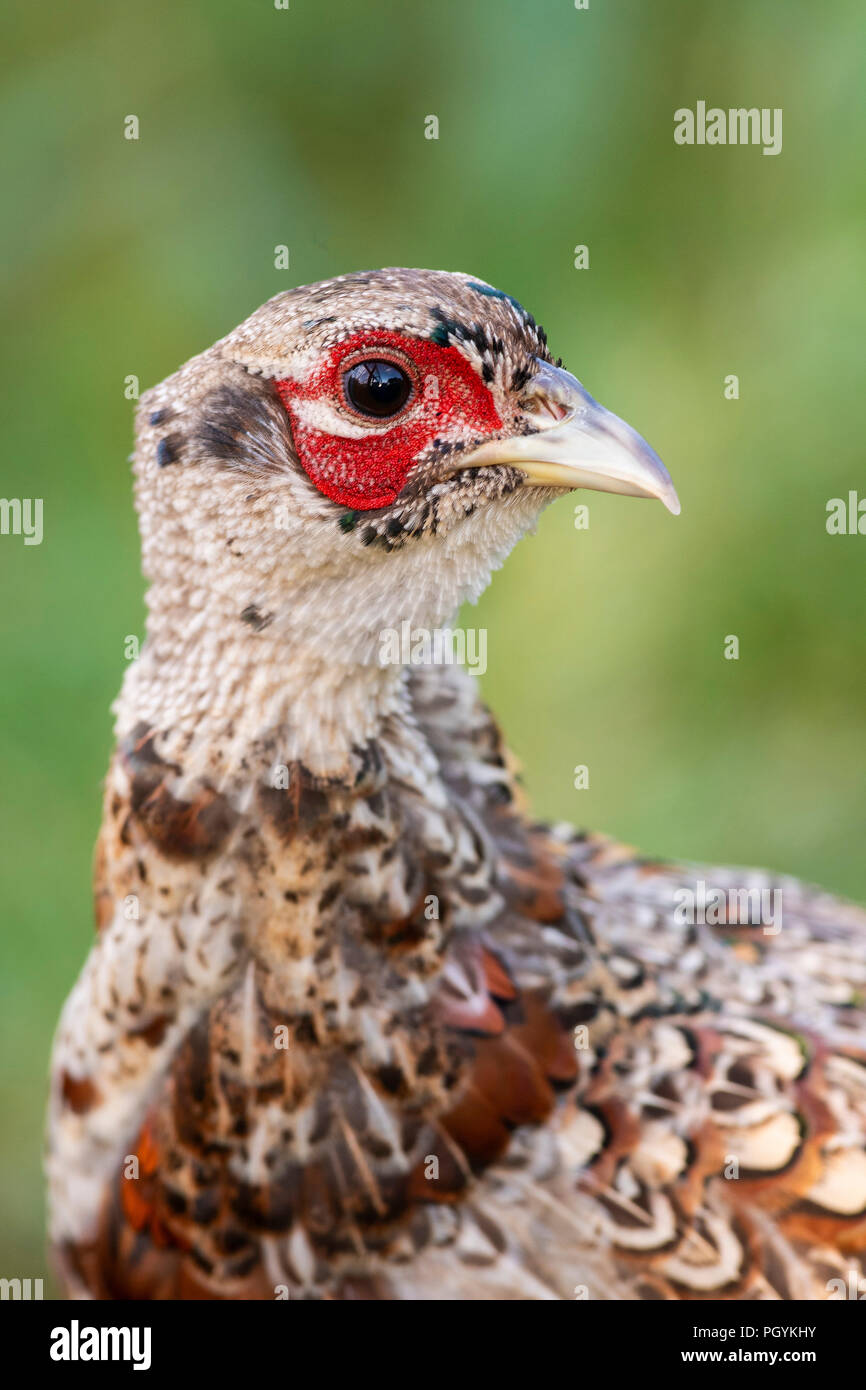 Young Rooster Chinese Ringnecked Pheasant during the summer Stock Photo ...