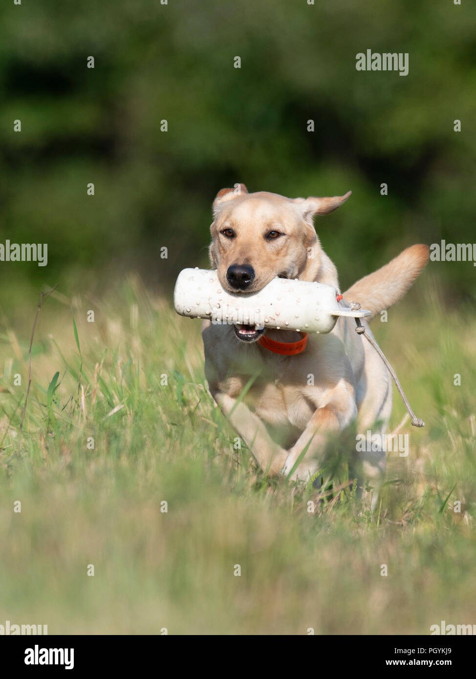 Labrador retriever hunting water hi-res stock photography and images ...