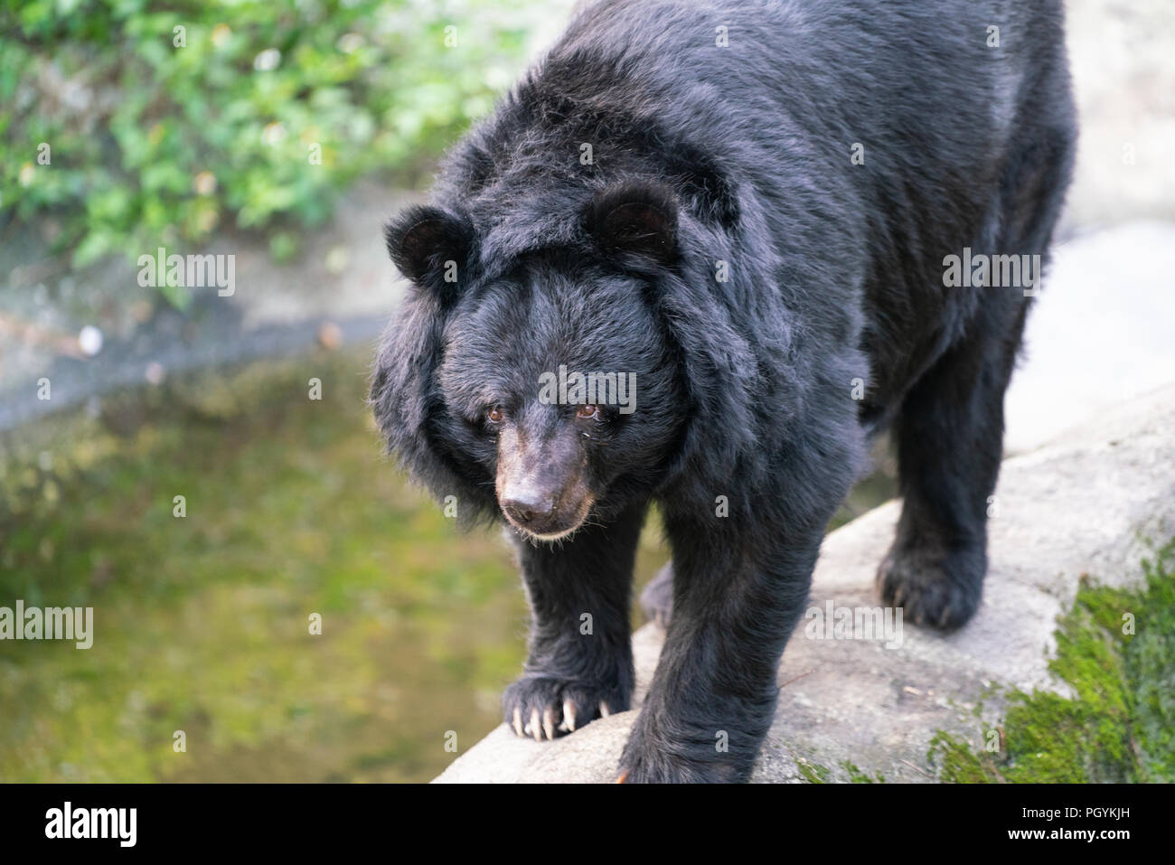 Formosan black bear hi-res stock photography and images - Alamy