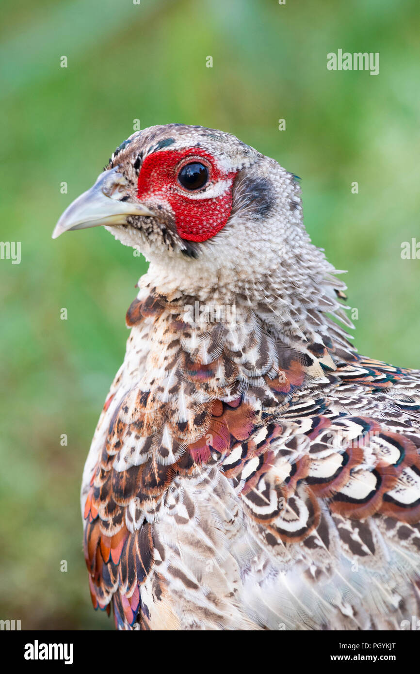 Young Rooster Chinese Ringnecked Pheasant during the summer Stock Photo ...