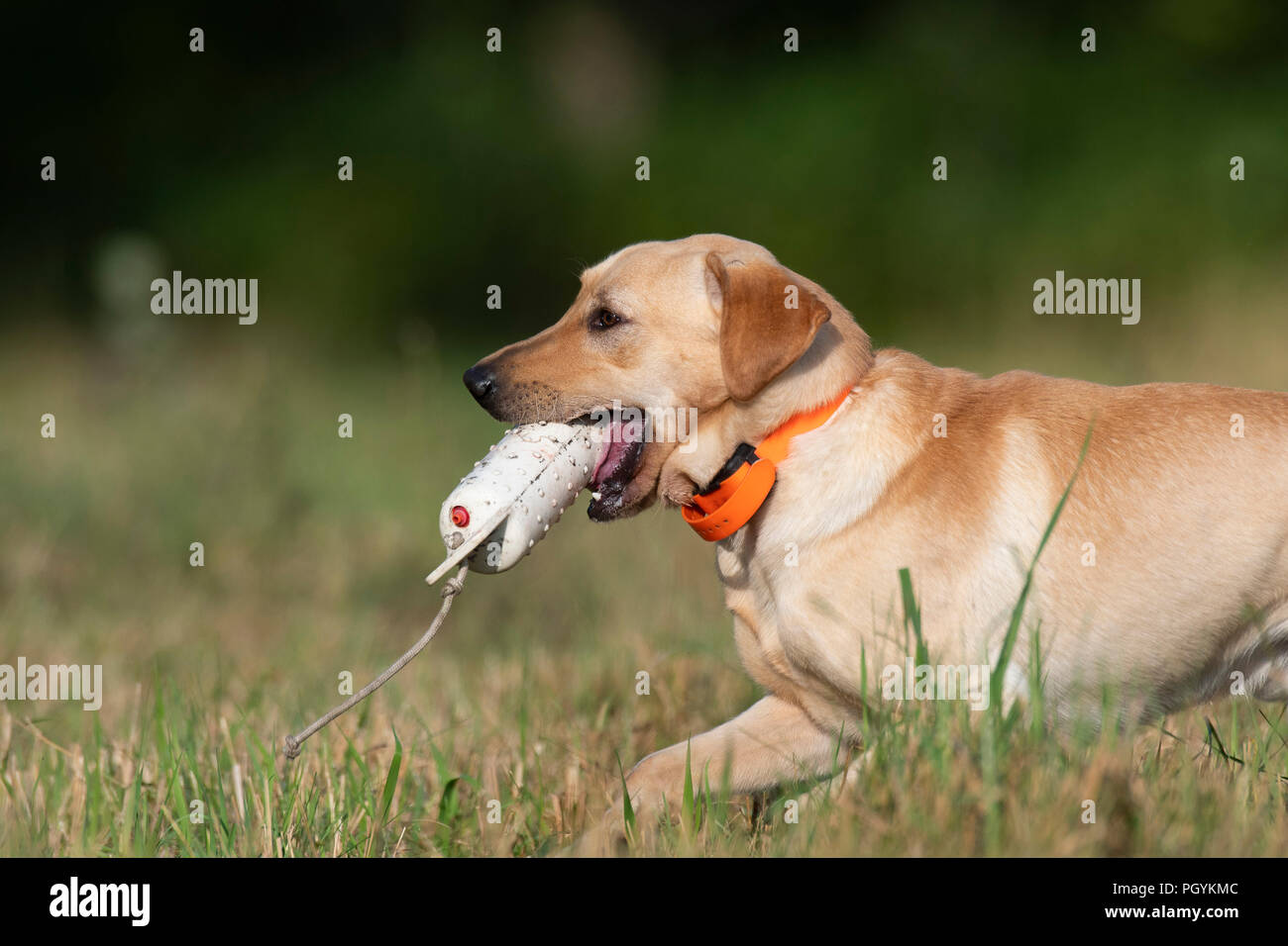 A Yellow Labrador Retriever training for hunting season on a late ...