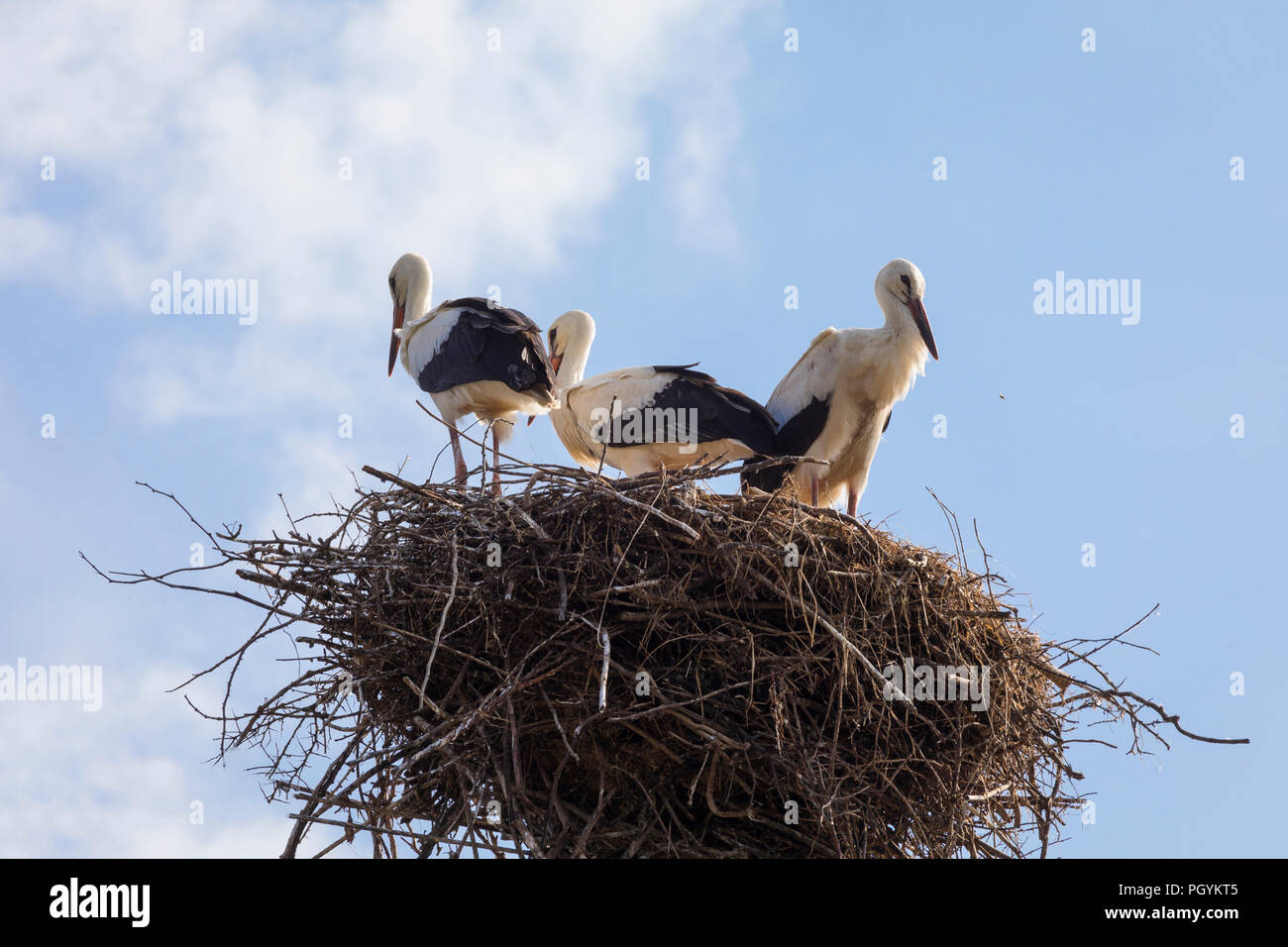 Storks in nest summer hi-res stock photography and images - Alamy