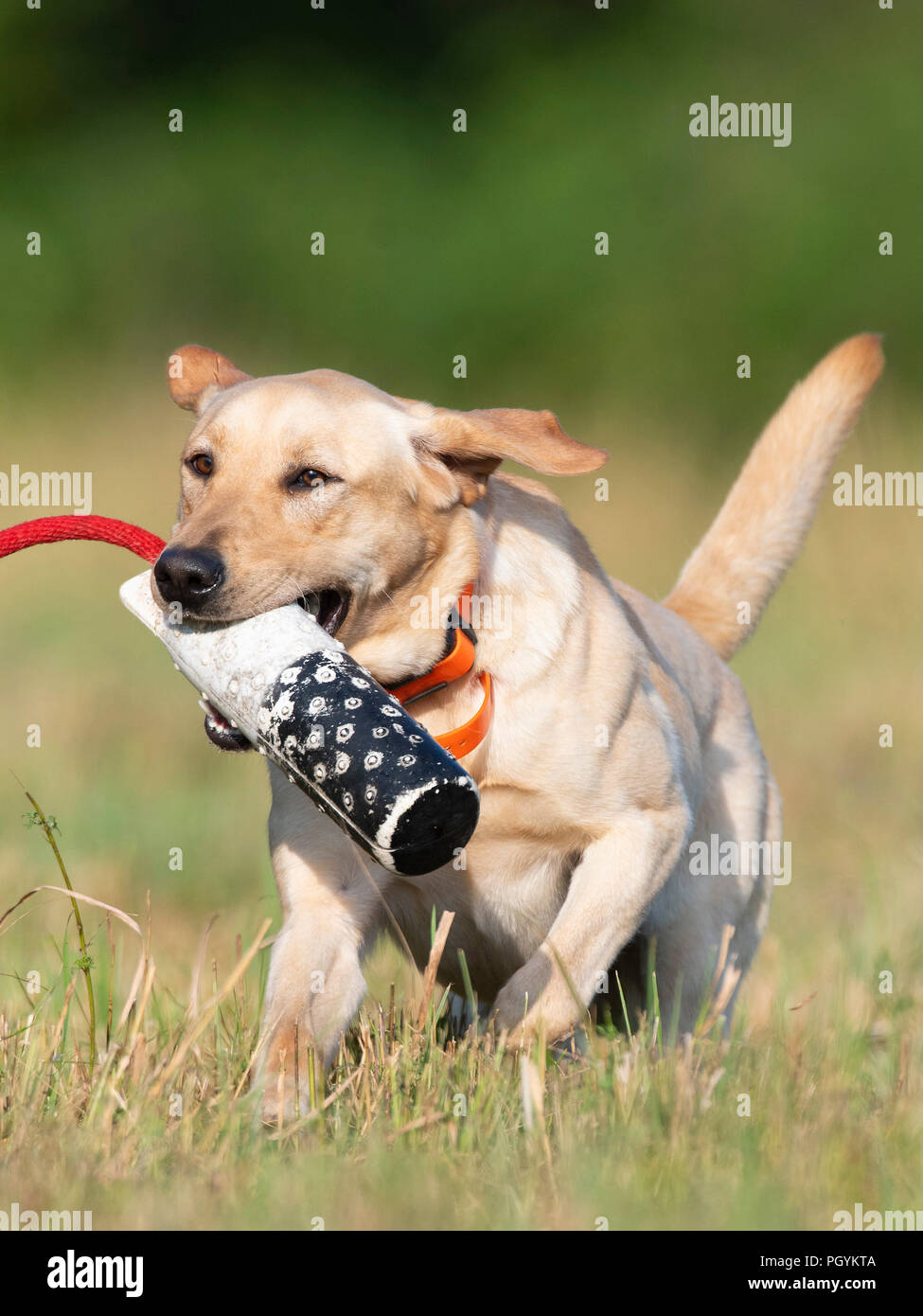 A Yellow Labrador Retriever training for hunting season on a late ...