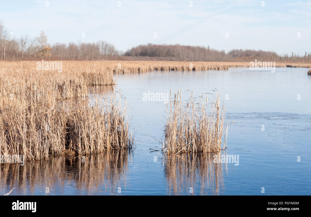 Frozen water at Mer Bleue nature conservation area, Ottawa, ON, Canada ...
