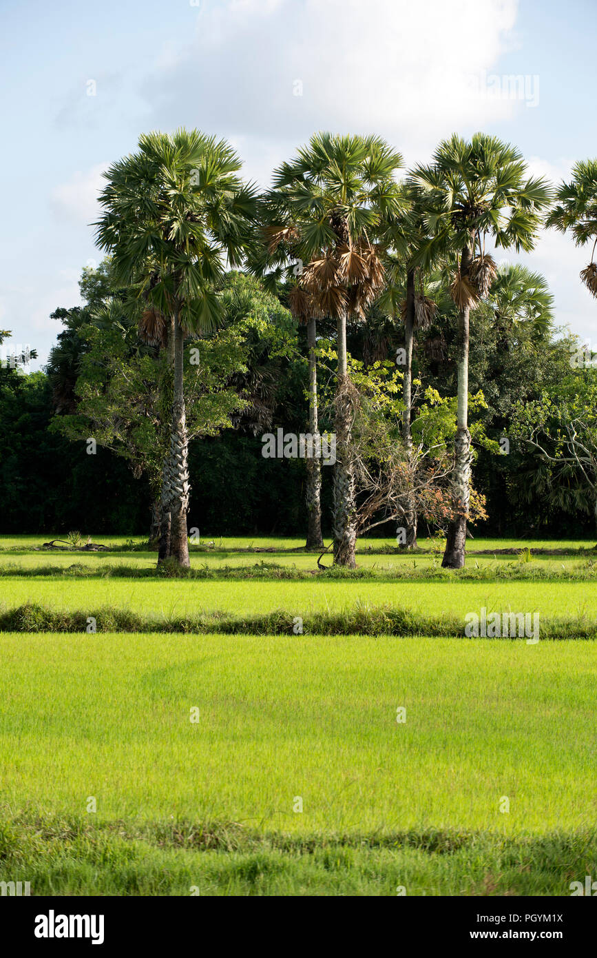 Thailand, Palm trees in the midden of rice paddies Stock Photo - Alamy