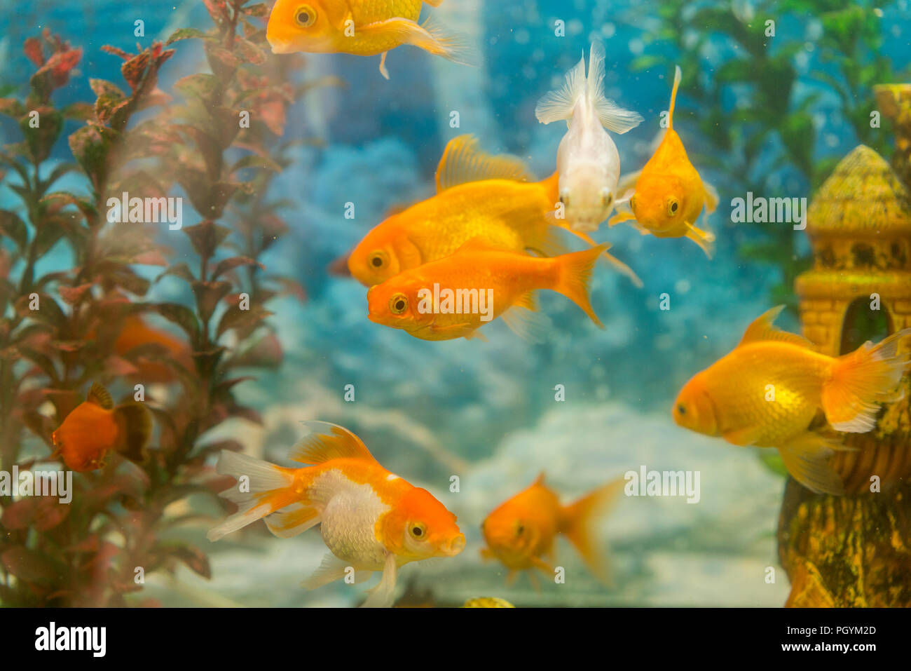 Tropical colorful fishes swimming in aquarium with plants. fish in ...