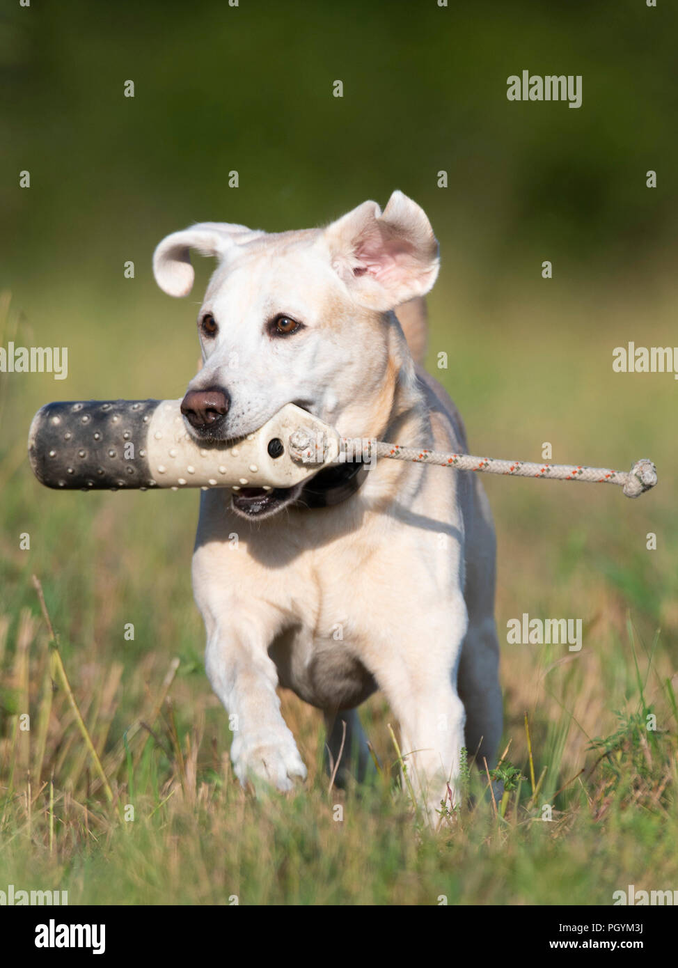 A Yellow Labrador Retriever training for hunting season on a late ...