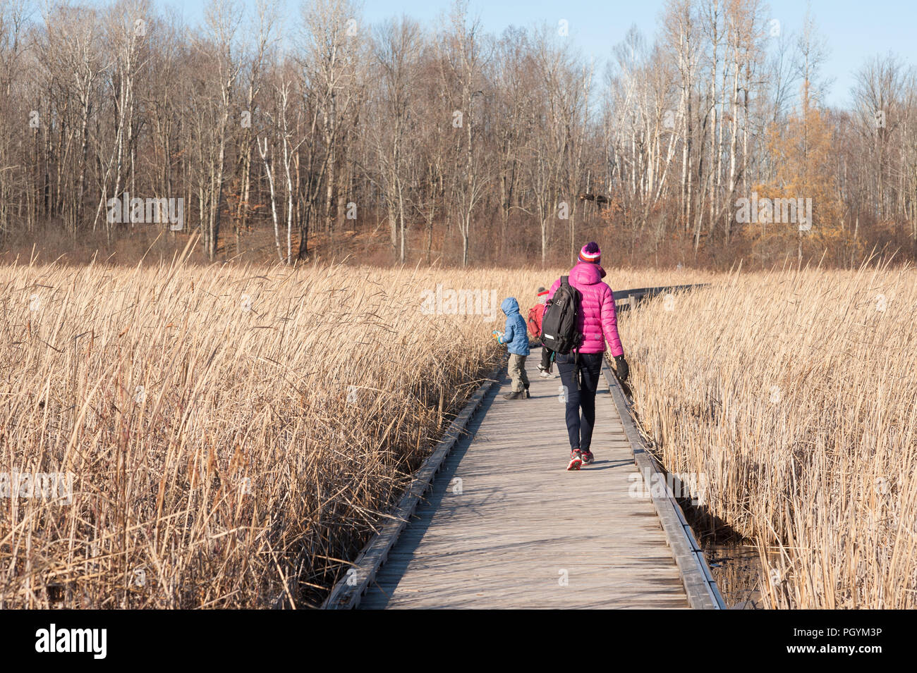 Mer Bleue nature conservation area, Ottawa, ON, Canada Stock Photo - Alamy
