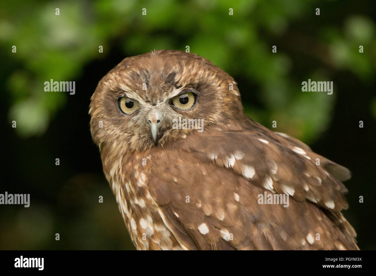 Boobook owl hi-res stock photography and images - Alamy