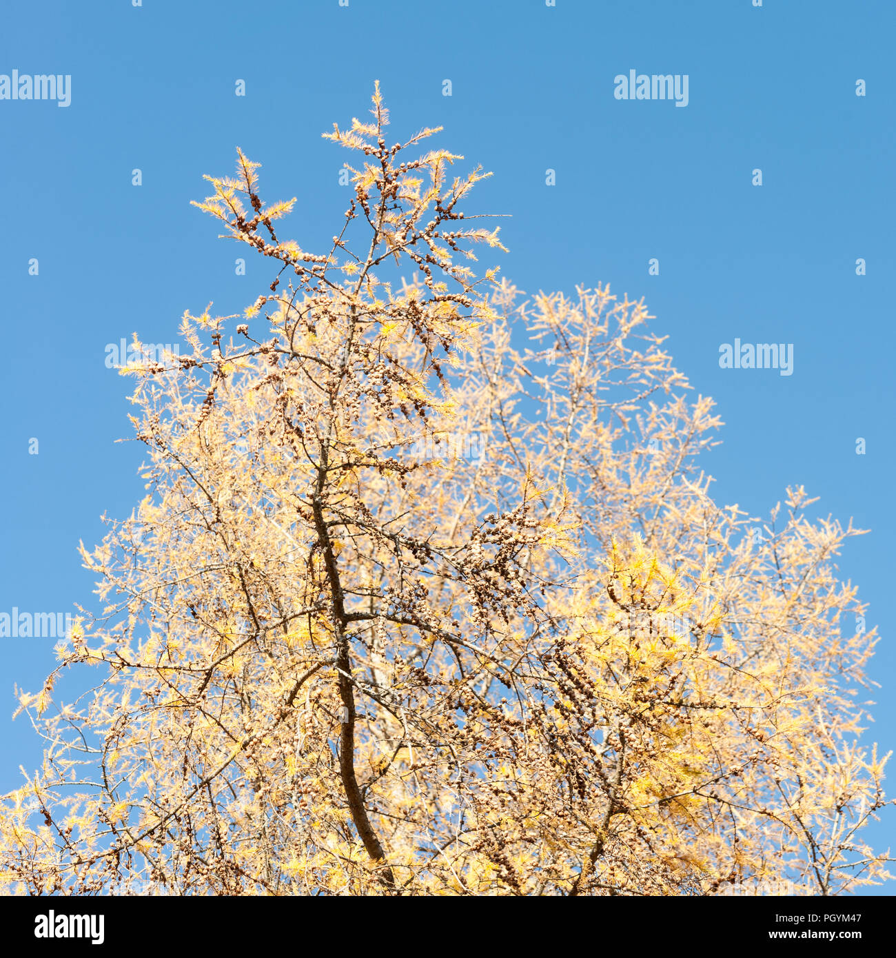 Mer Bleue nature conservation area, Ottawa, ON, Canada Stock Photo - Alamy
