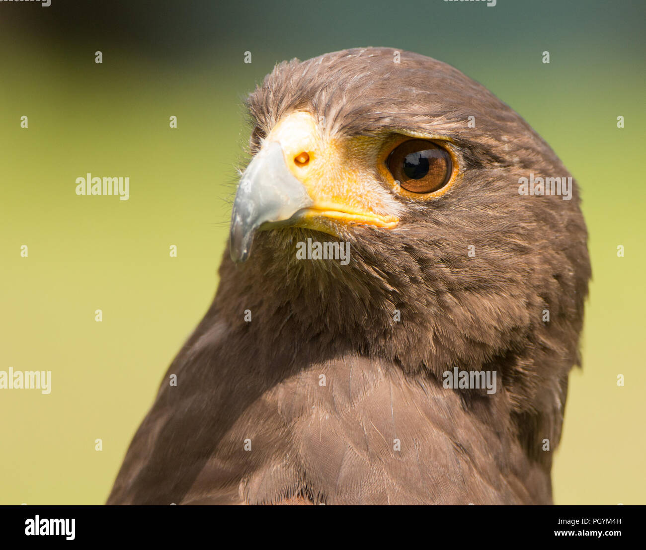 Buzzard beak hi-res stock photography and images - Alamy