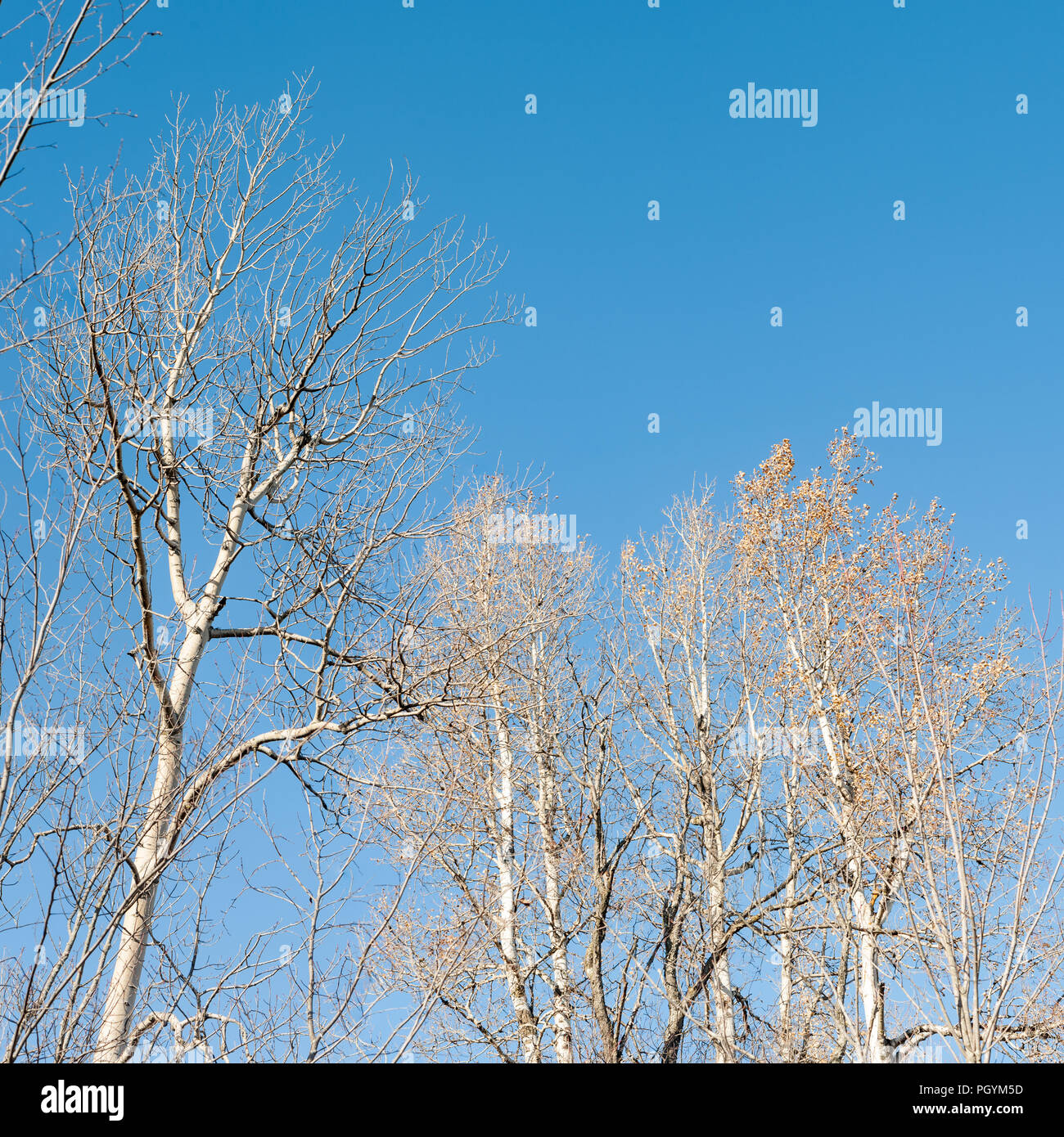 Mer Bleue nature conservation area, Ottawa, ON, Canada Stock Photo - Alamy
