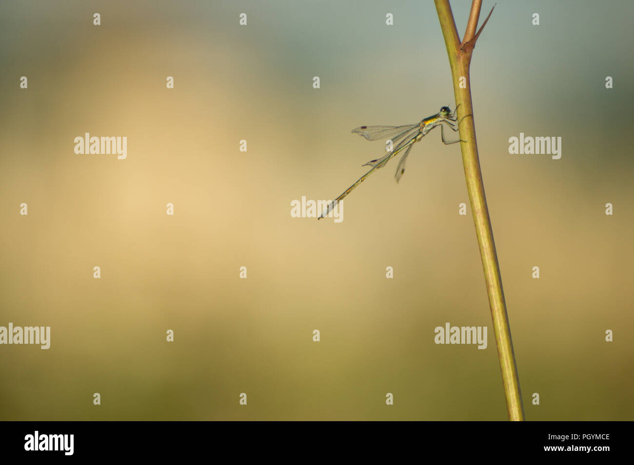 A male Green Damselfly perching on a weed stem with his wispy wings ...