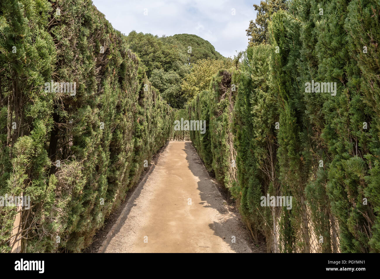 Path through trimmed cypress trees of hedge maze in Labyrinth Park of ...
