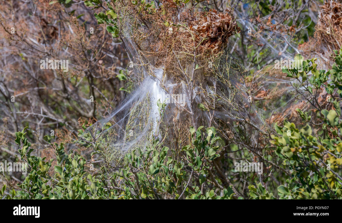 Processionary moth or caterpillar silk nests in the gwarrie bush in ...