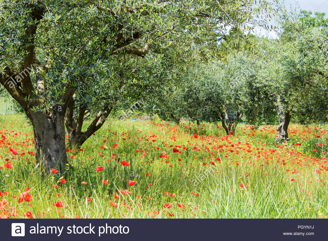 Olive Tree France Stock Photos & Olive Tree France Stock Images - Alamy