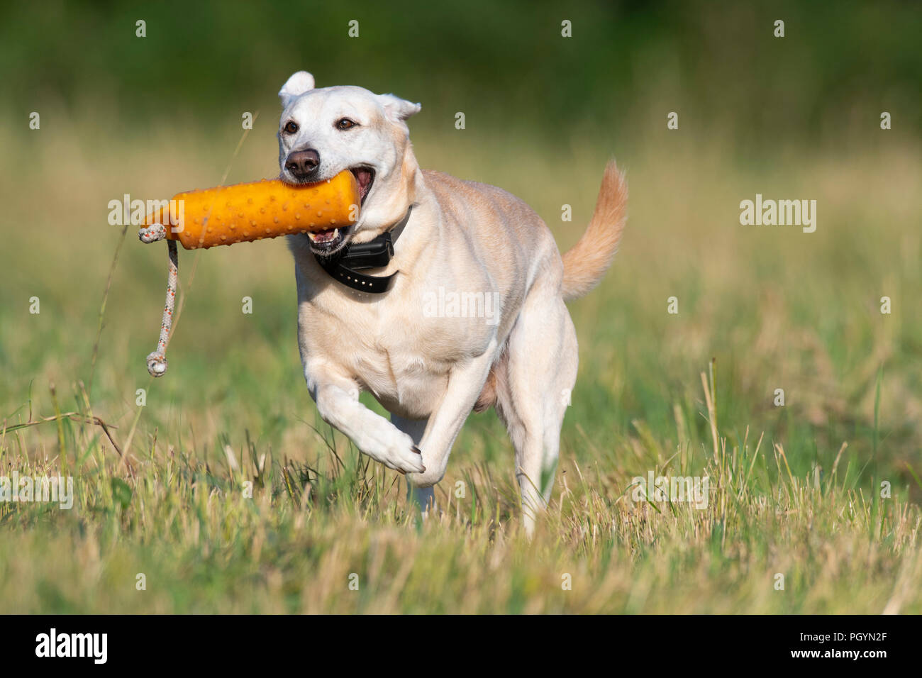 A Yellow Labrador Retriever training for hunting season on a late ...