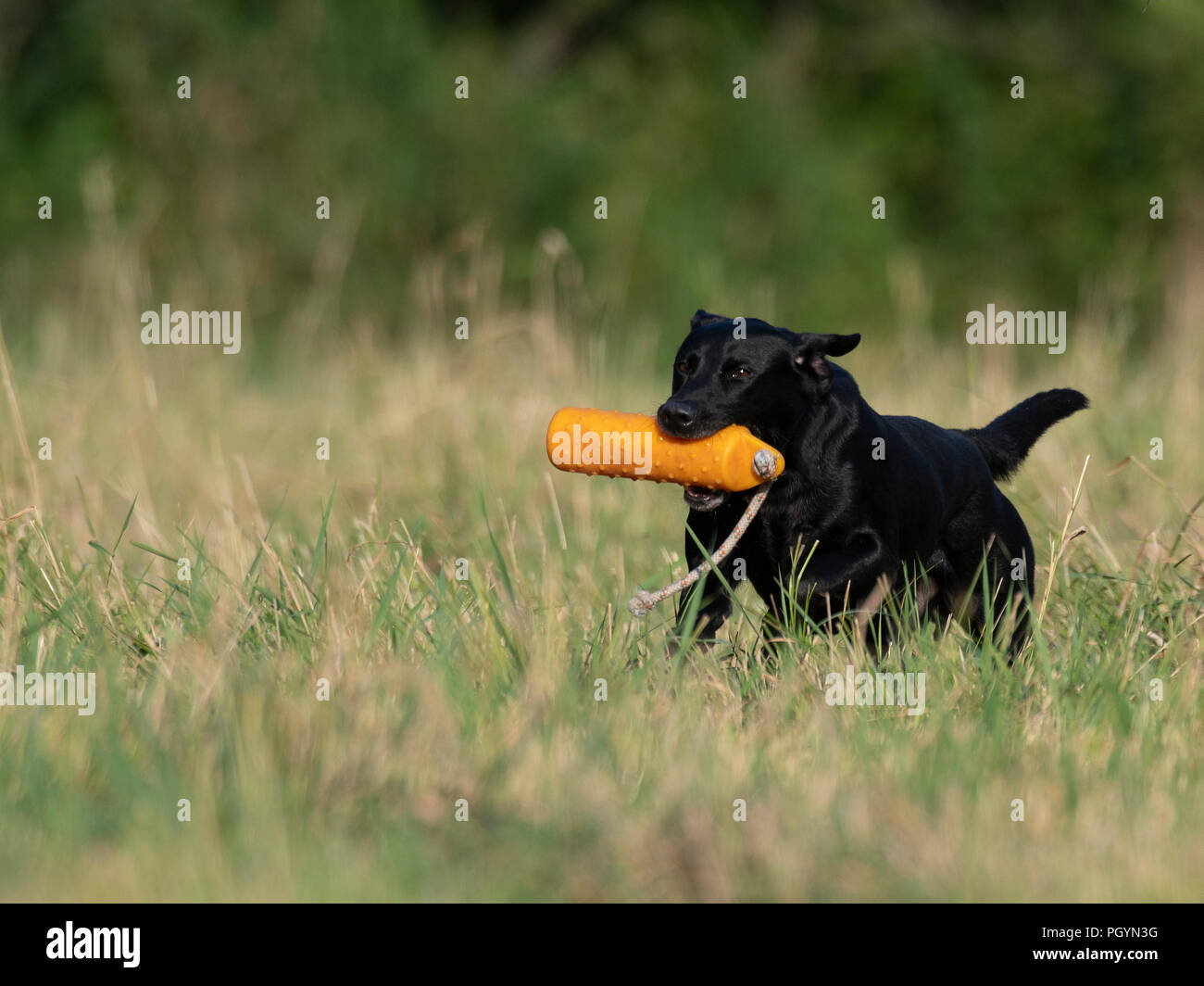 A Black Labrador Retriever training for hunting season on a summer day ...
