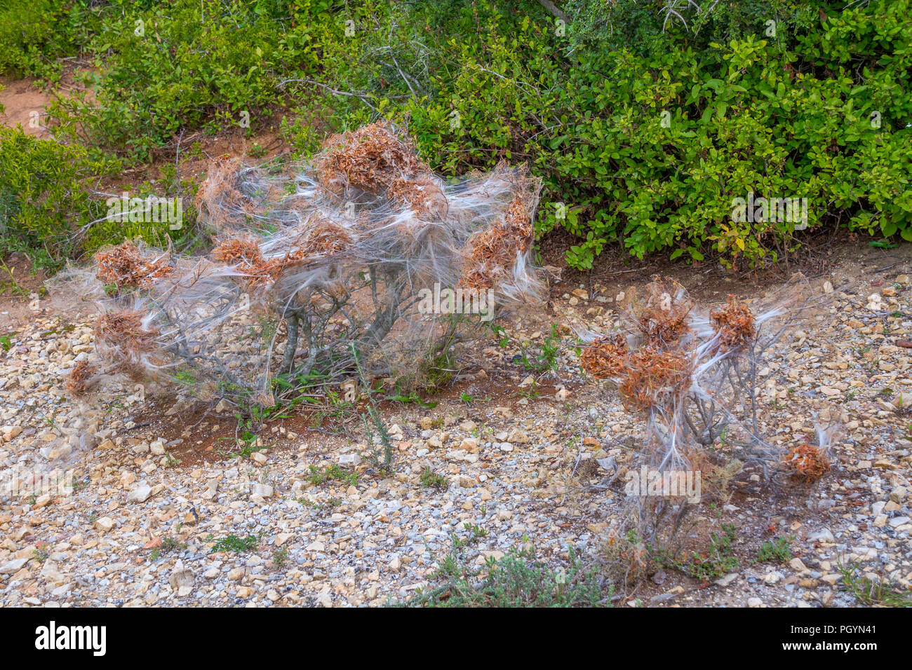 Moth nests hi-res stock photography and images - Alamy