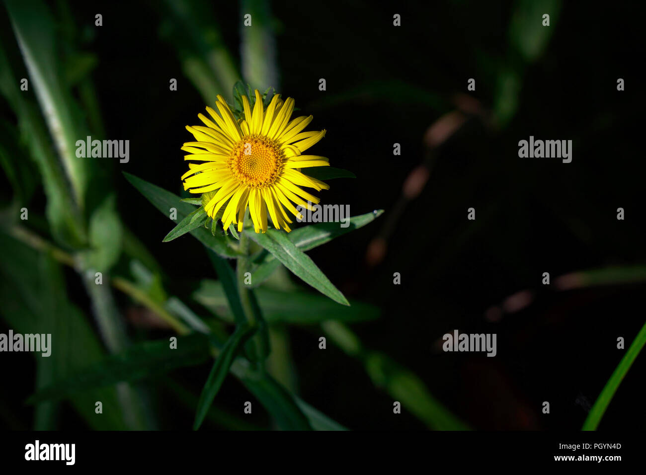 Yellow flower in the sun ray on dark background. Elecampane inula Stock ...