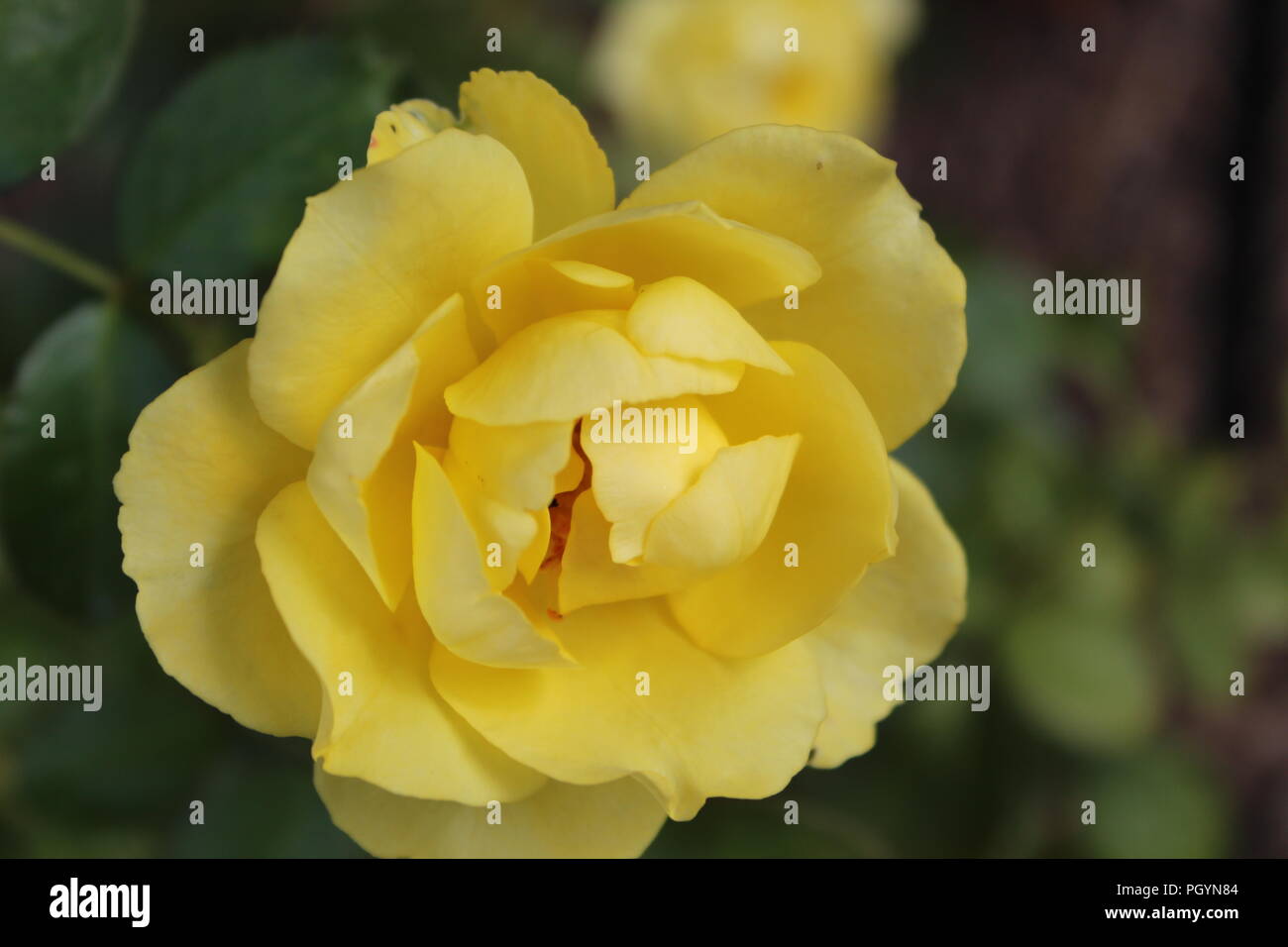 Single yellow flower hi-res stock photography and images - Alamy