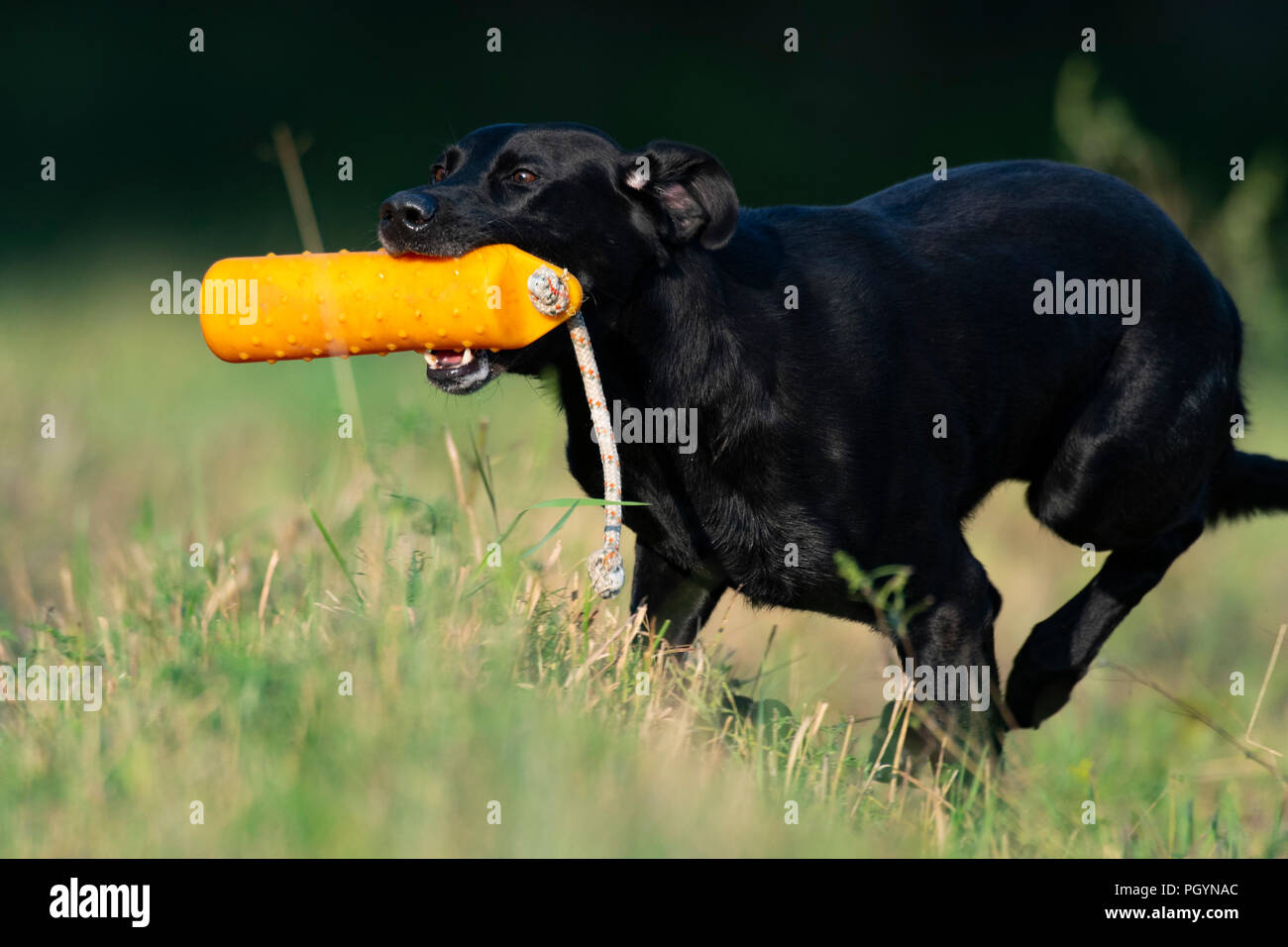 Hunting leap hi-res stock photography and images - Alamy